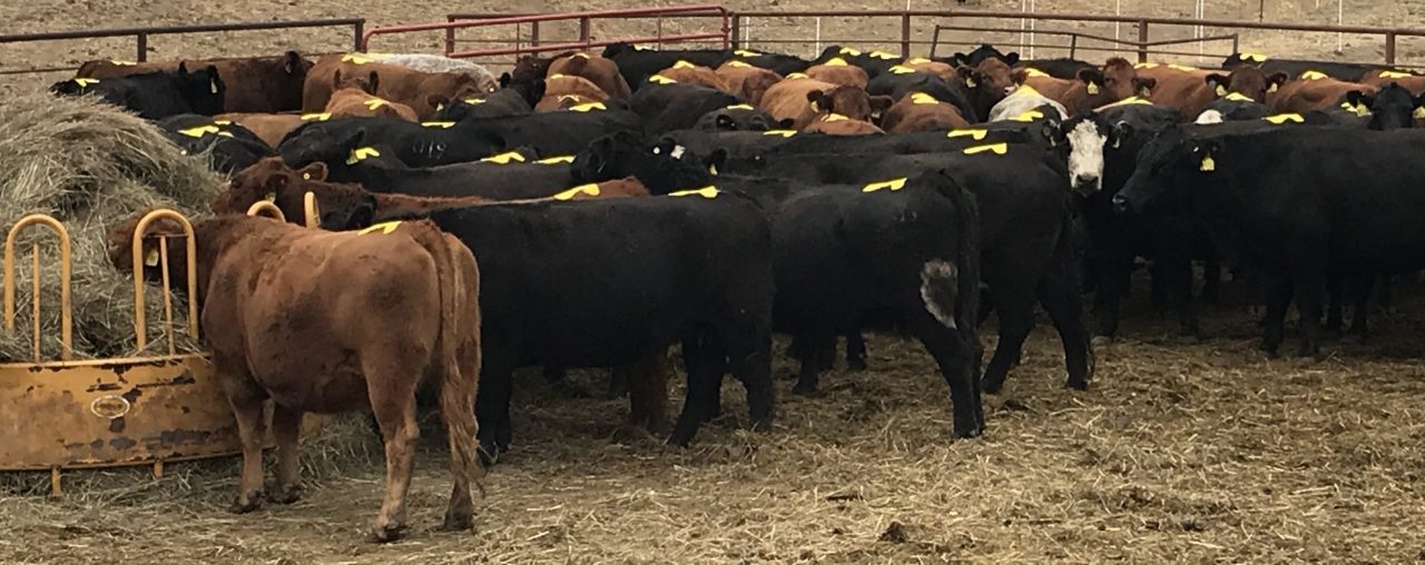 Cattle Heat Detection Patches, Device & App - Made in USA | HeatSiecker