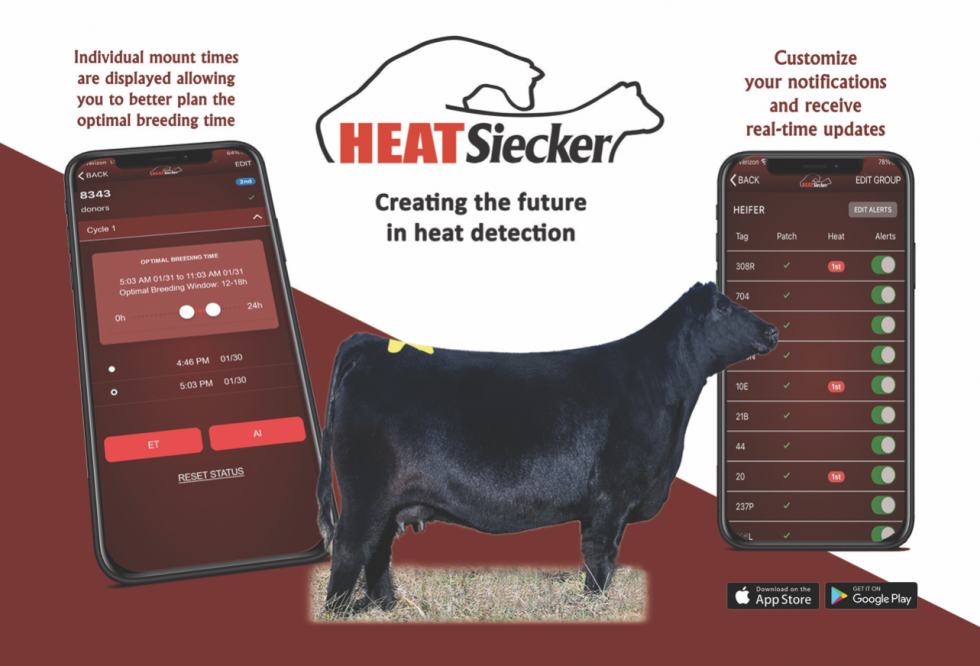 Cattle Heat Detection Patches, Device & App - Made in USA | HeatSiecker